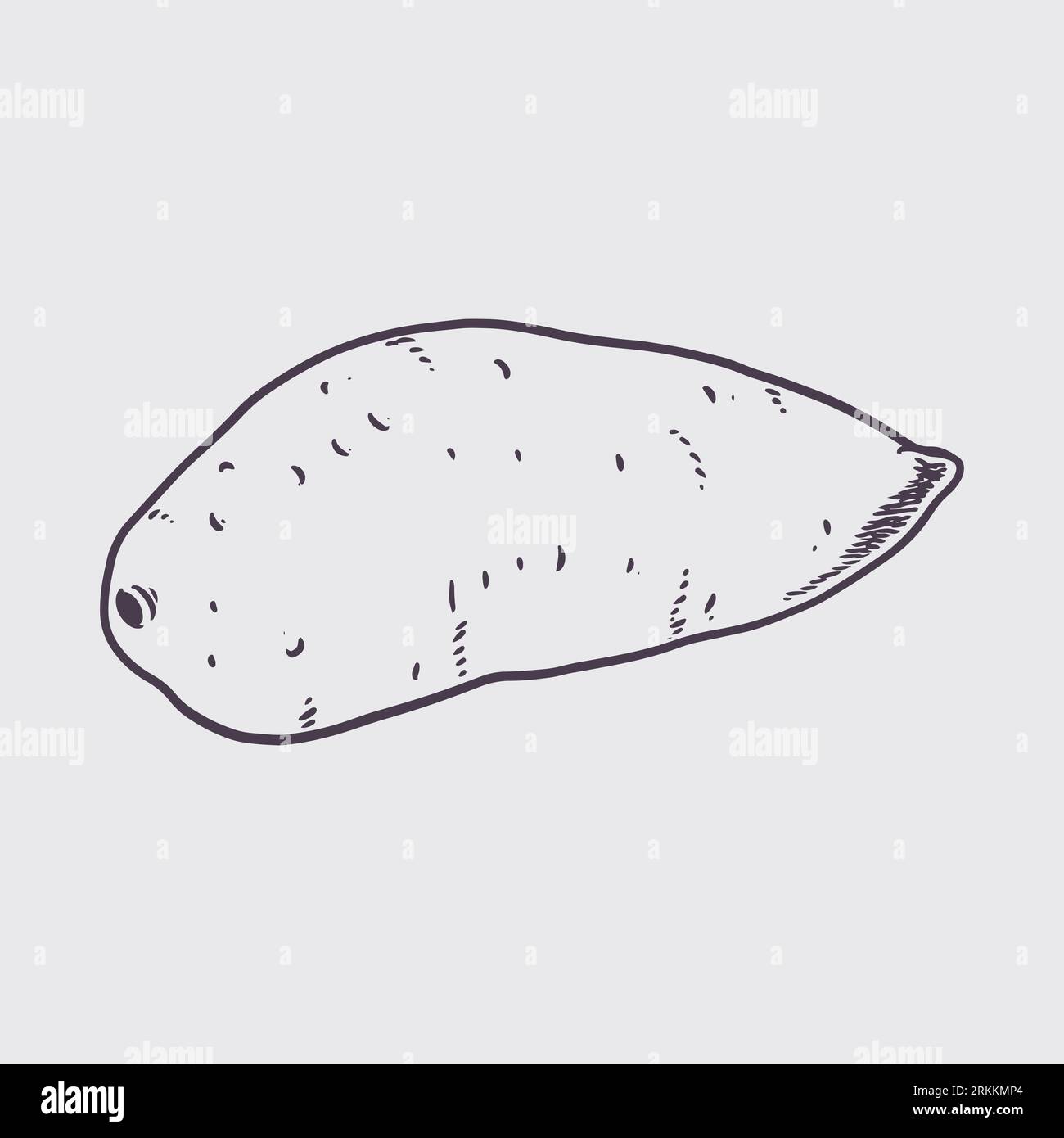 Sweet potato Hand drawn ink sketch organic food farm Stock Vector Image ...