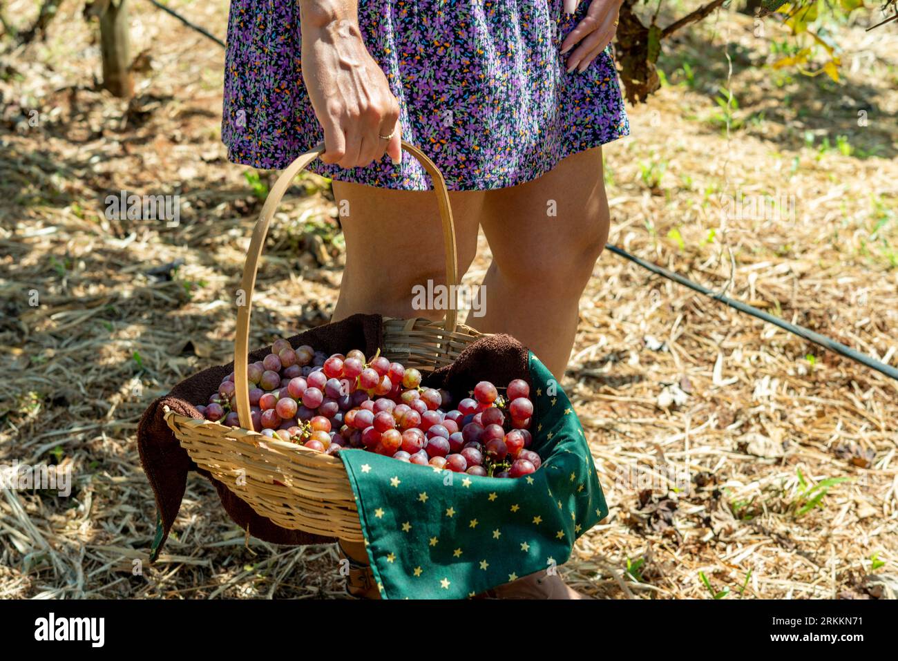 Woman wearing grape-colored dress holding basket with bunches of fresh ...