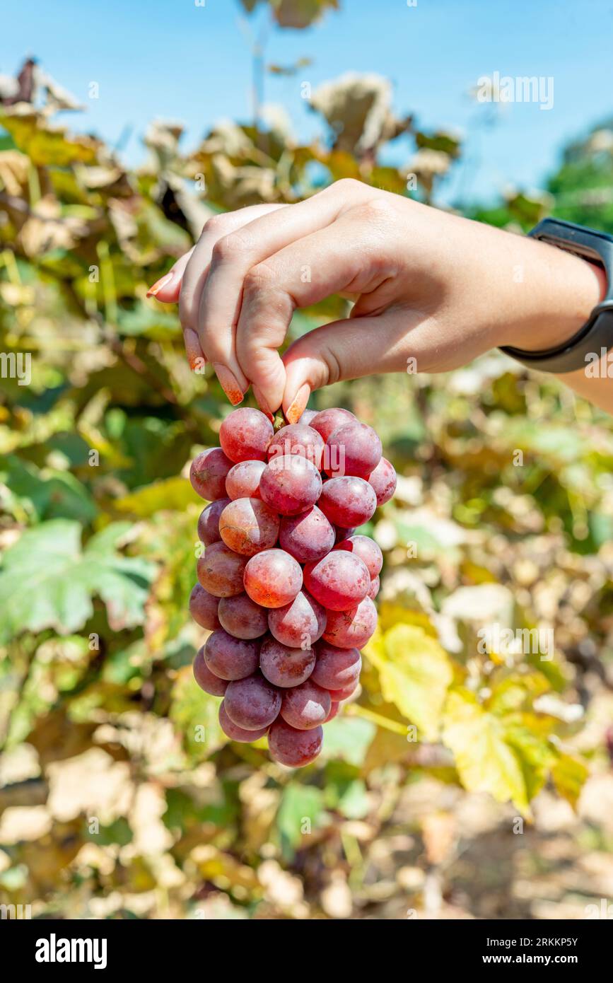 woman's hands holding a freshly picked bunch of grapes with a view of ...