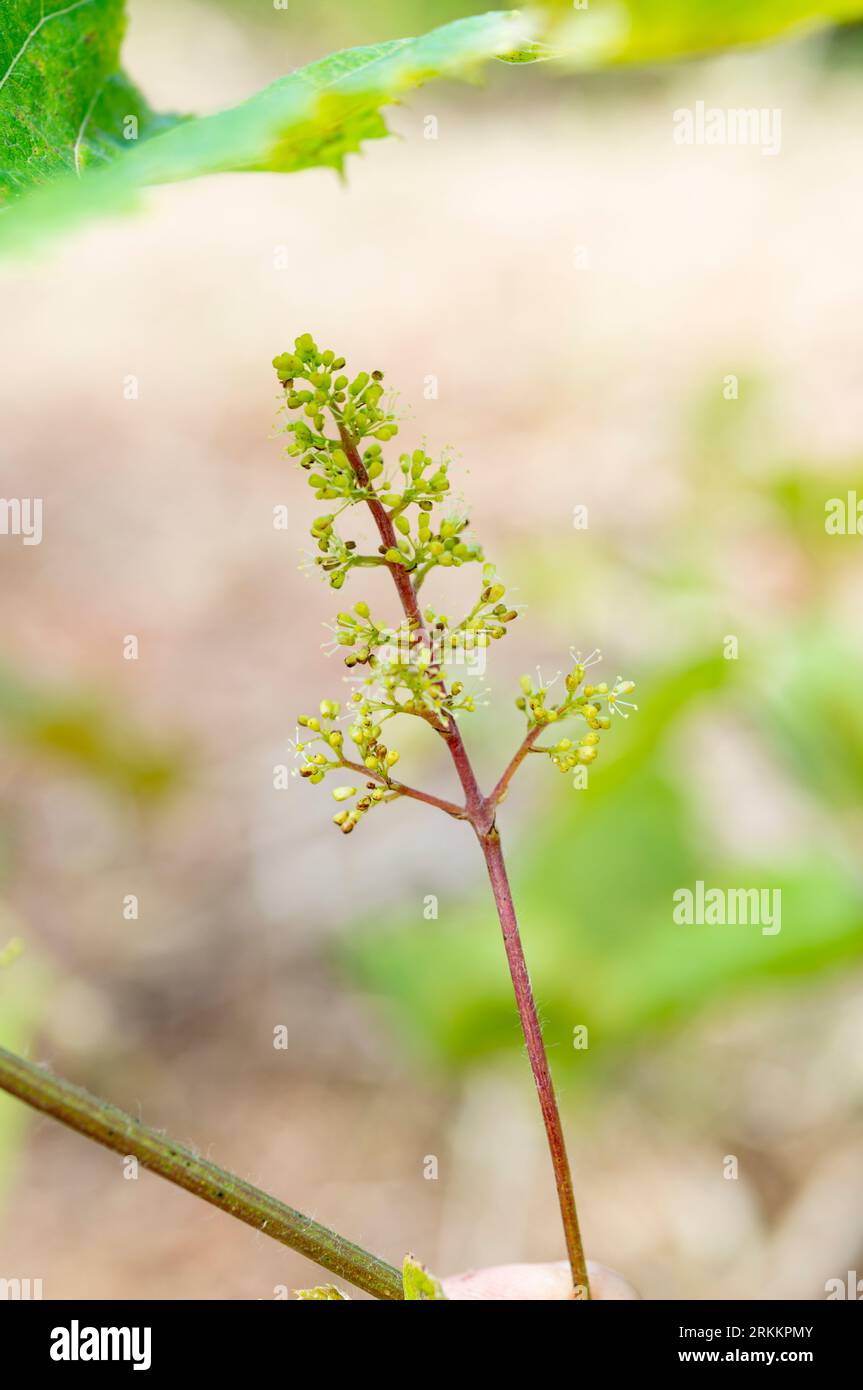 Close up of young shoots of grape vine in nature, Bunch of grapes in ...