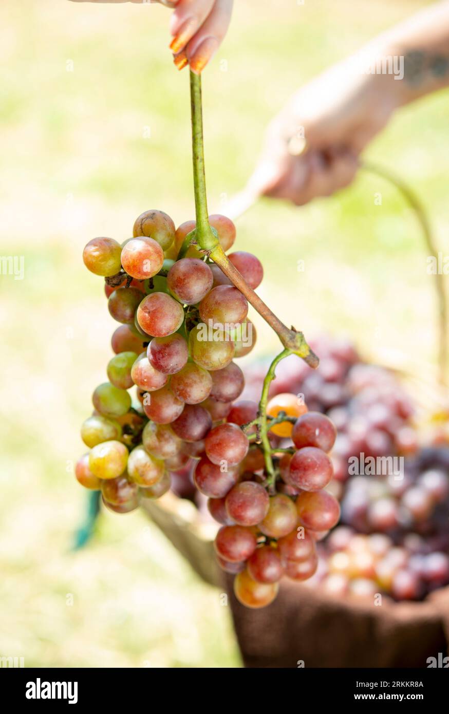 woman's hands holding a bunch of freshly picked grapes, basket full of ...