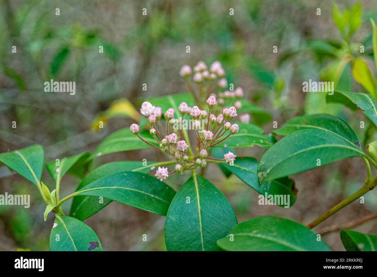 A branch with foliage and a cluster of buds mountain laurel flowers ...