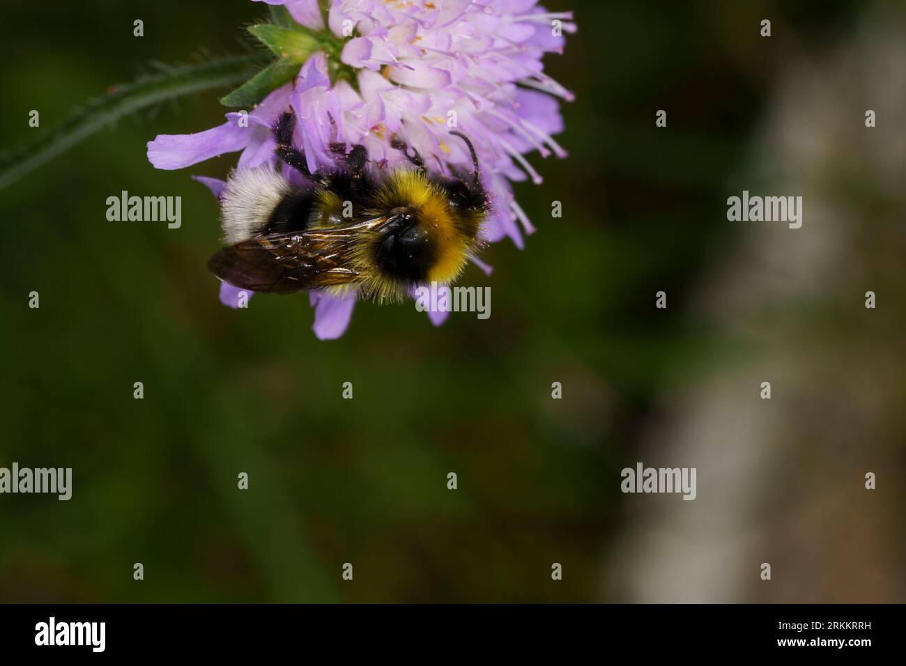 Bombus sylvestris Family Apidae Genus Bombus Forest cuckoo-bumble bee ...