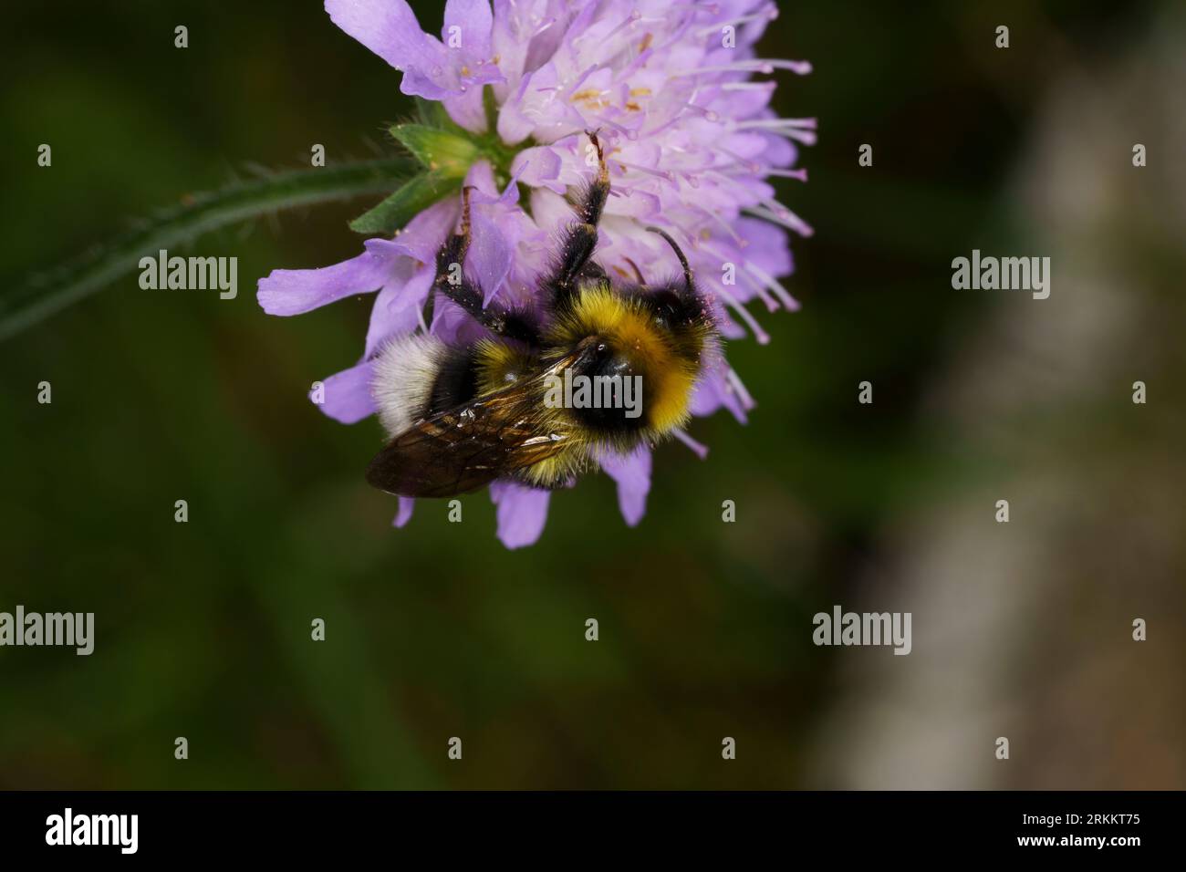 Bombus sylvestris Family Apidae Genus Bombus Forest cuckoo-bumble bee ...