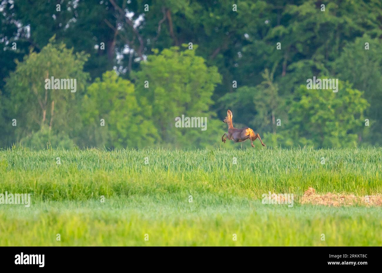 Deer, mountain goat, mouflon, zoo, wildlife, hunting Stock Photo - Alamy
