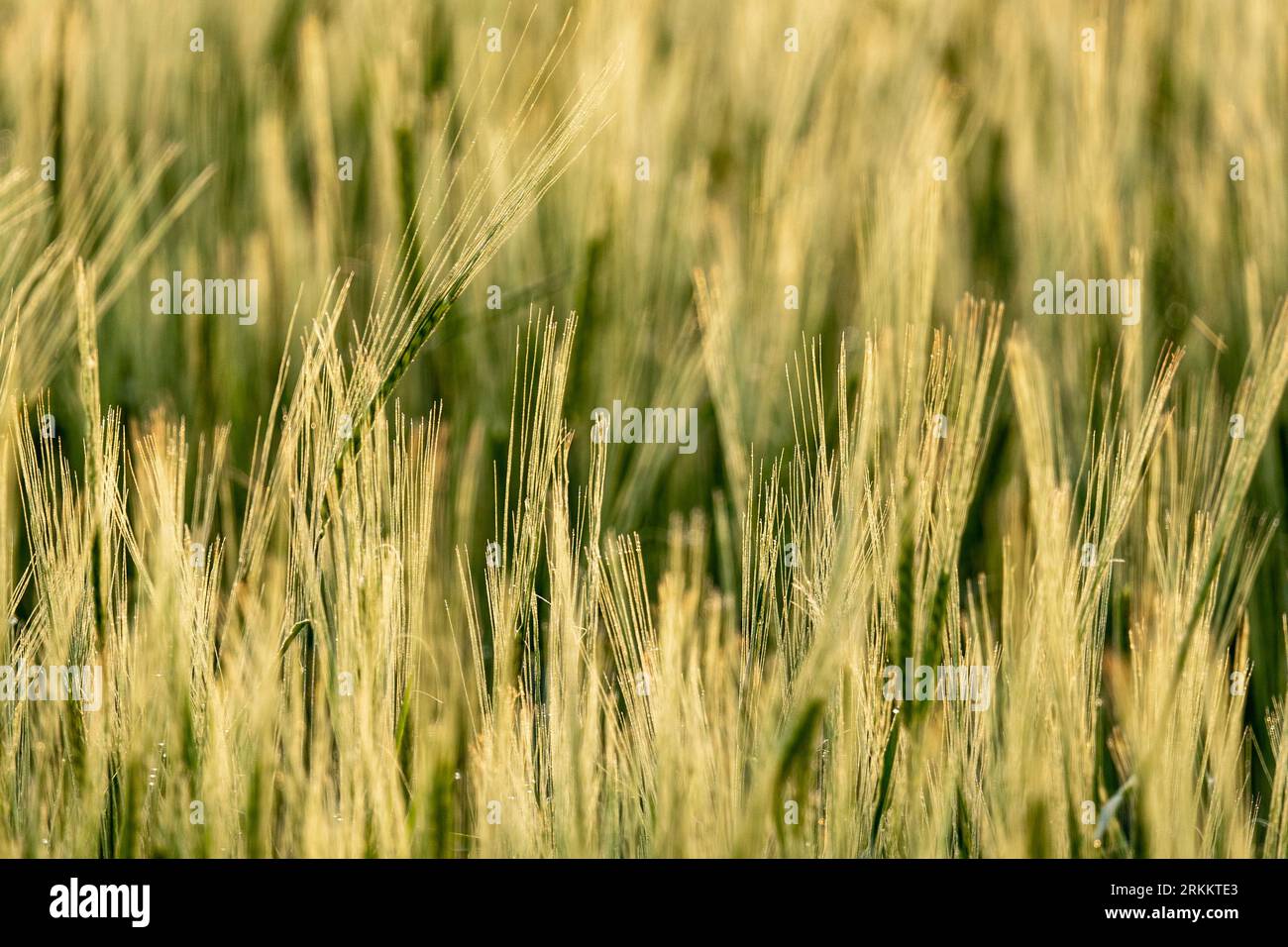 grass, trees, forest, photo wallpaper Stock Photo - Alamy