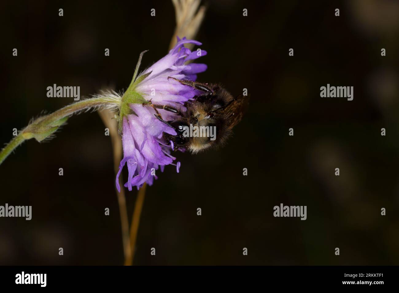 Bombus bohemicus Family Apidae Genus Bombus Gypsy cuckoo bumblebee ...