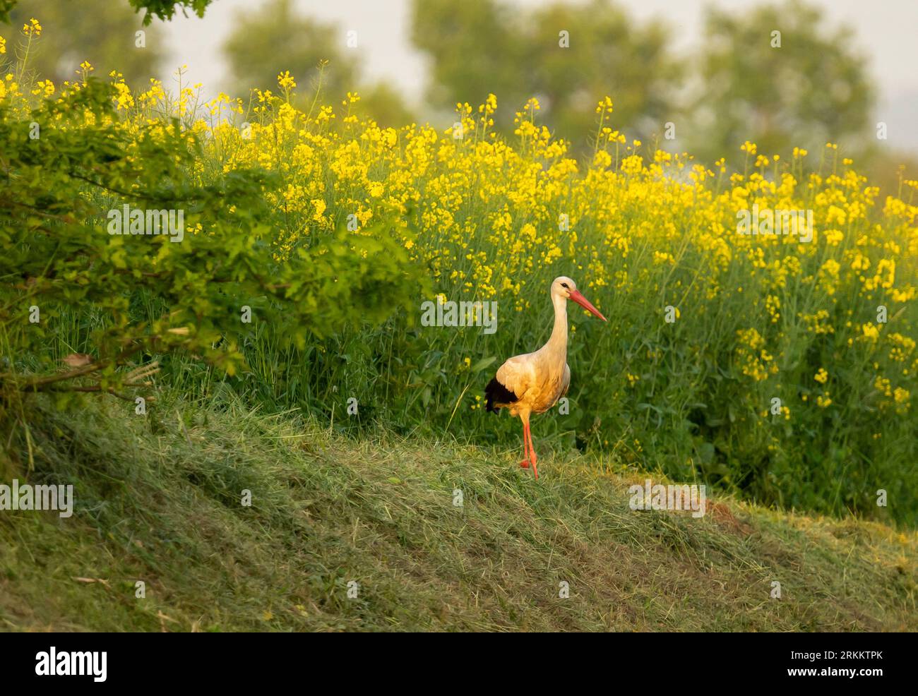 Storks assemblies hi-res stock photography and images - Alamy