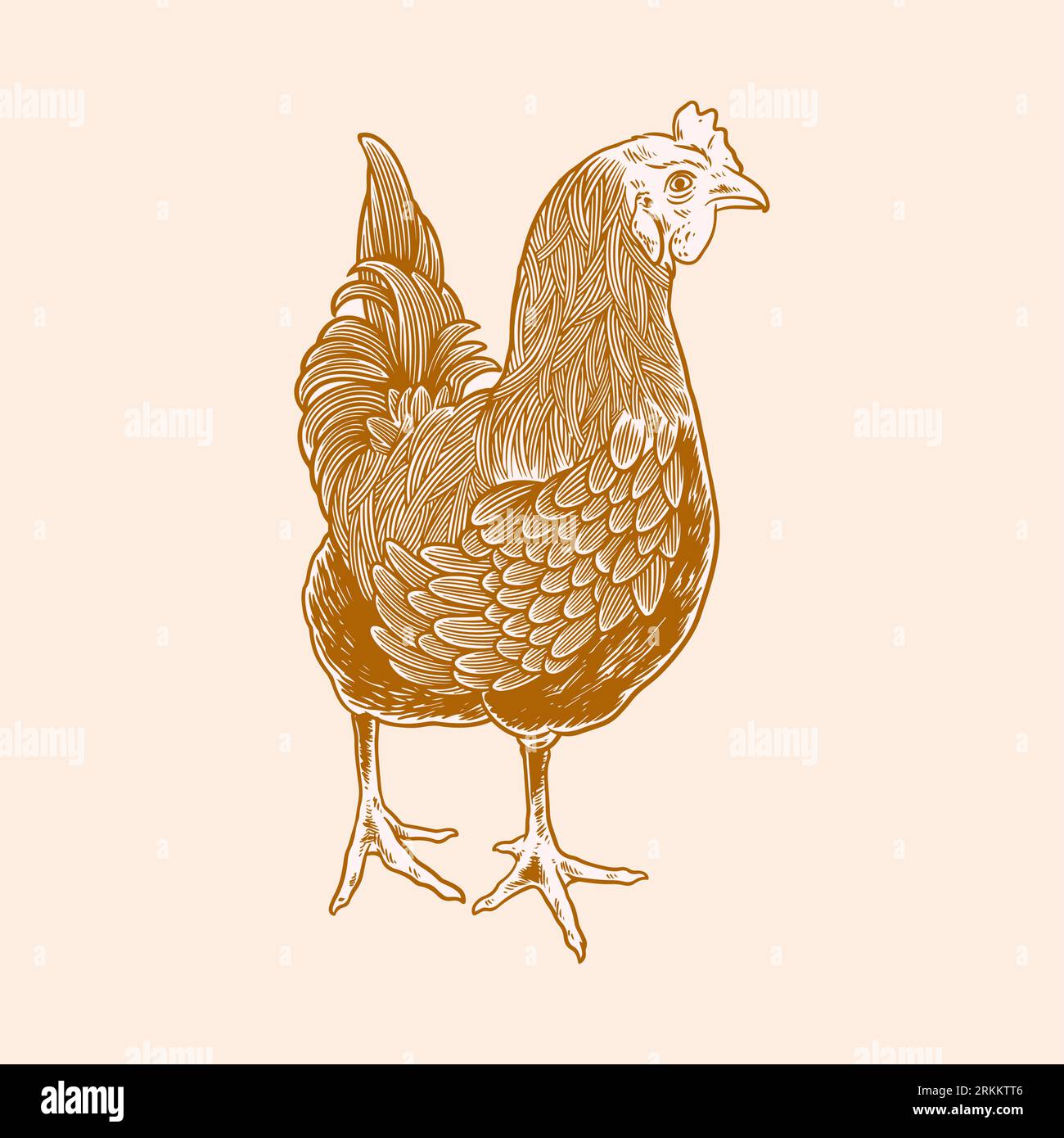 Chicken hand drawn illustration. Chicken meat and eggs vintage produce ...