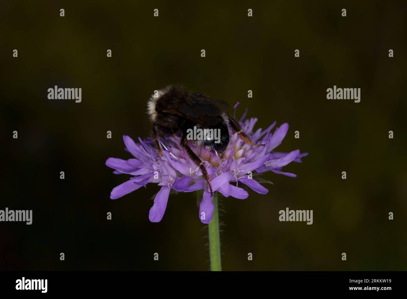 Bombus bohemicus Family Apidae Genus Bombus Gypsy cuckoo bumblebee ...