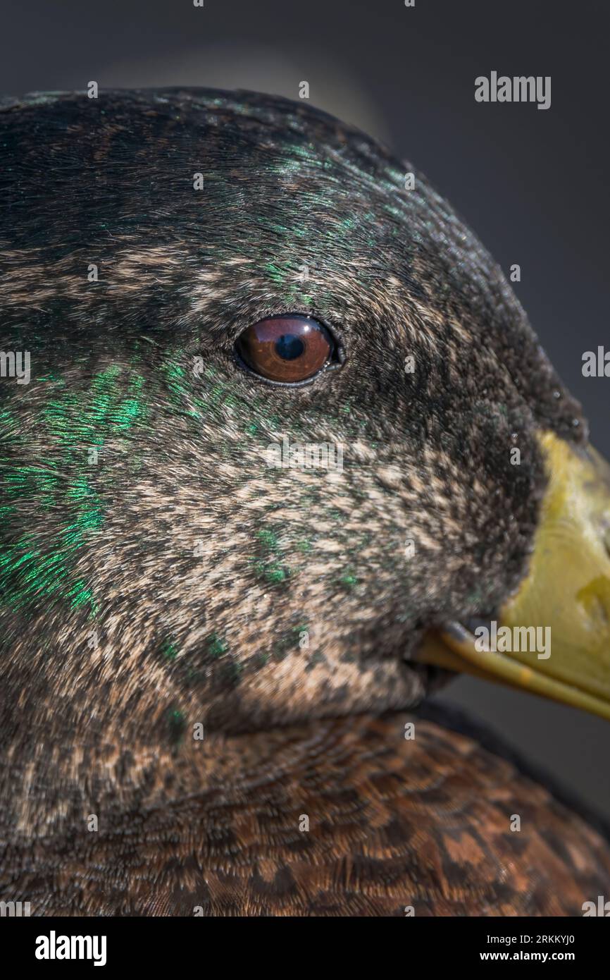 Mallard ducks have beautiful brught brown eyes and here is a close up ...