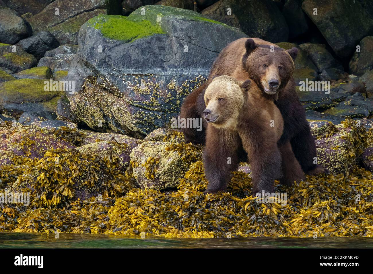 Brown bears (grizzly bears) (Ursus arctos horribilis) mating along the ...