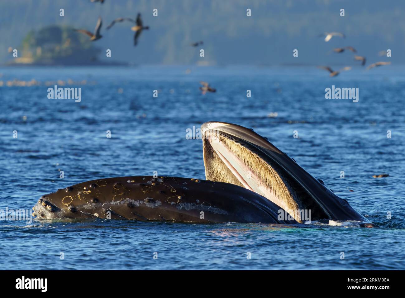 Humpback whale (Megaptera novaeangliae) lunge feeding near Blackfish ...