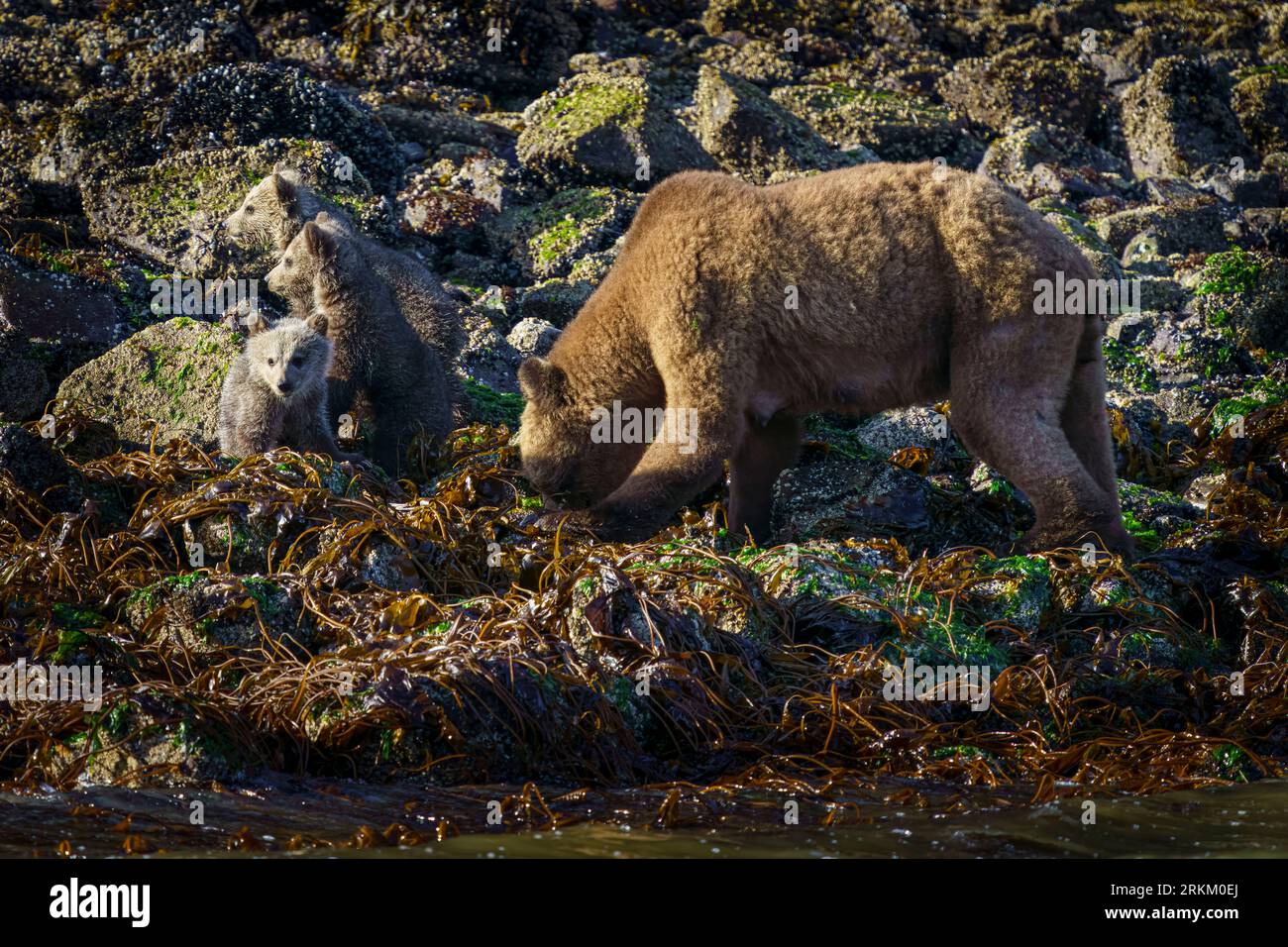 Grizzly bear sow with 3 cubs (coys) near Glendale Cove in beautiful ...