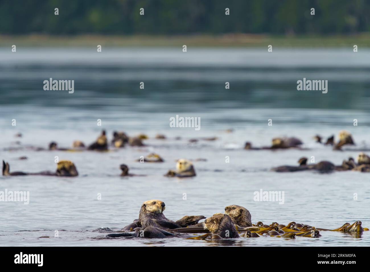 A Raft Of Sea Otters Enhydra Lutris Enjoying A Rest In The Nimpkish