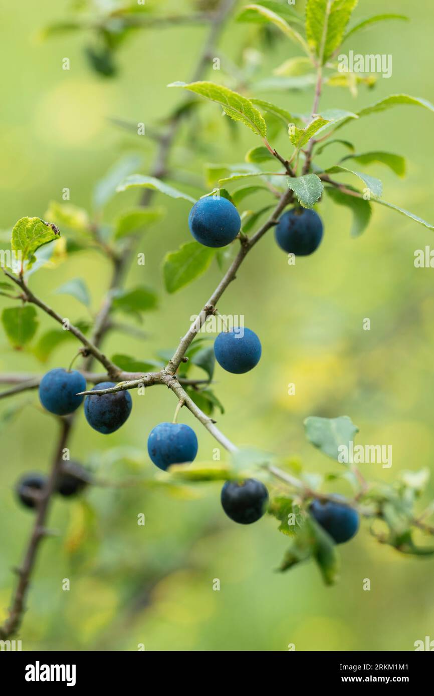 Sloe fruits on a blackthorn (Prunus spinosa) plant Stock Photo - Alamy