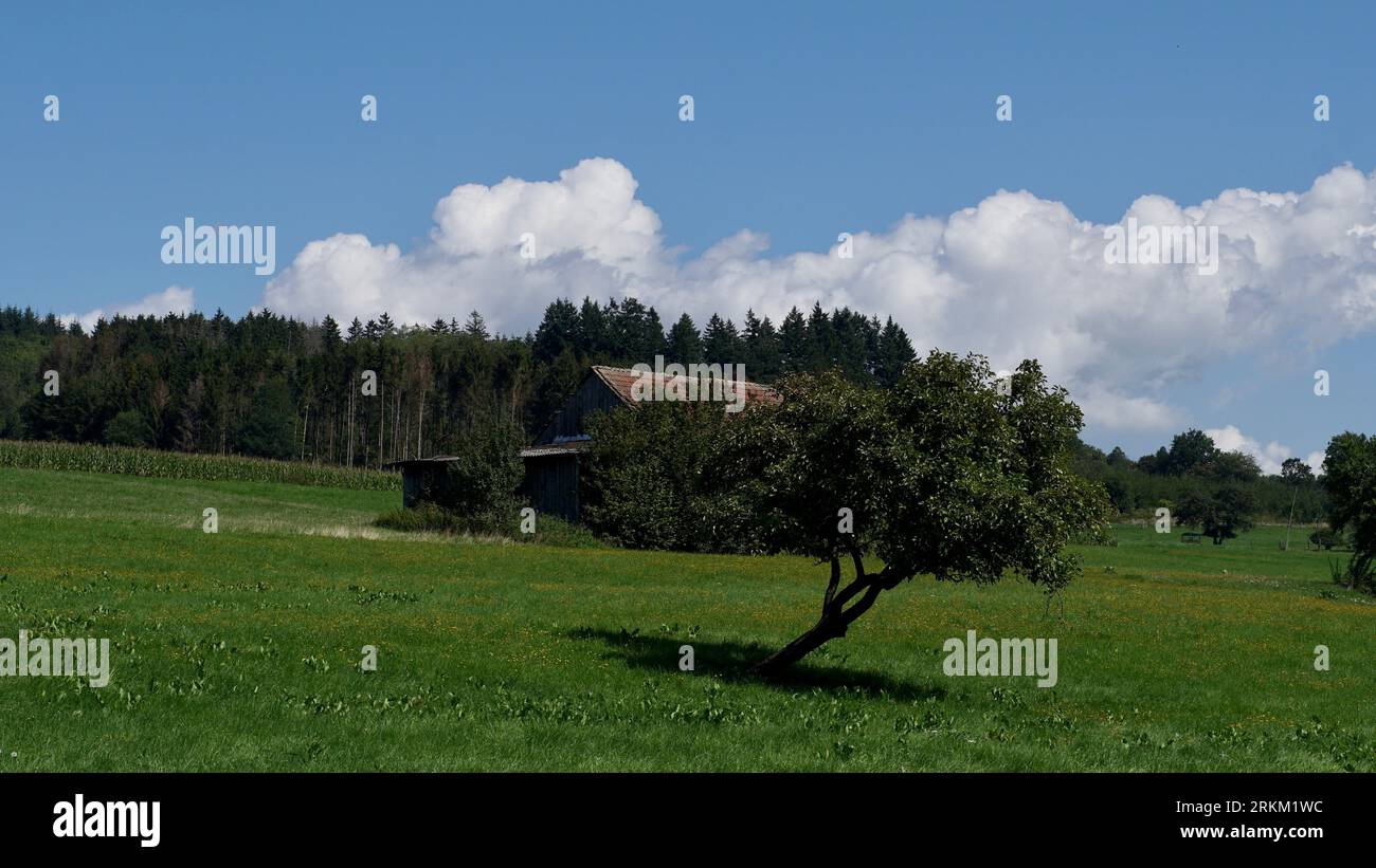A lopsided tree I a meadow. An old barn in the background Stock Photo ...