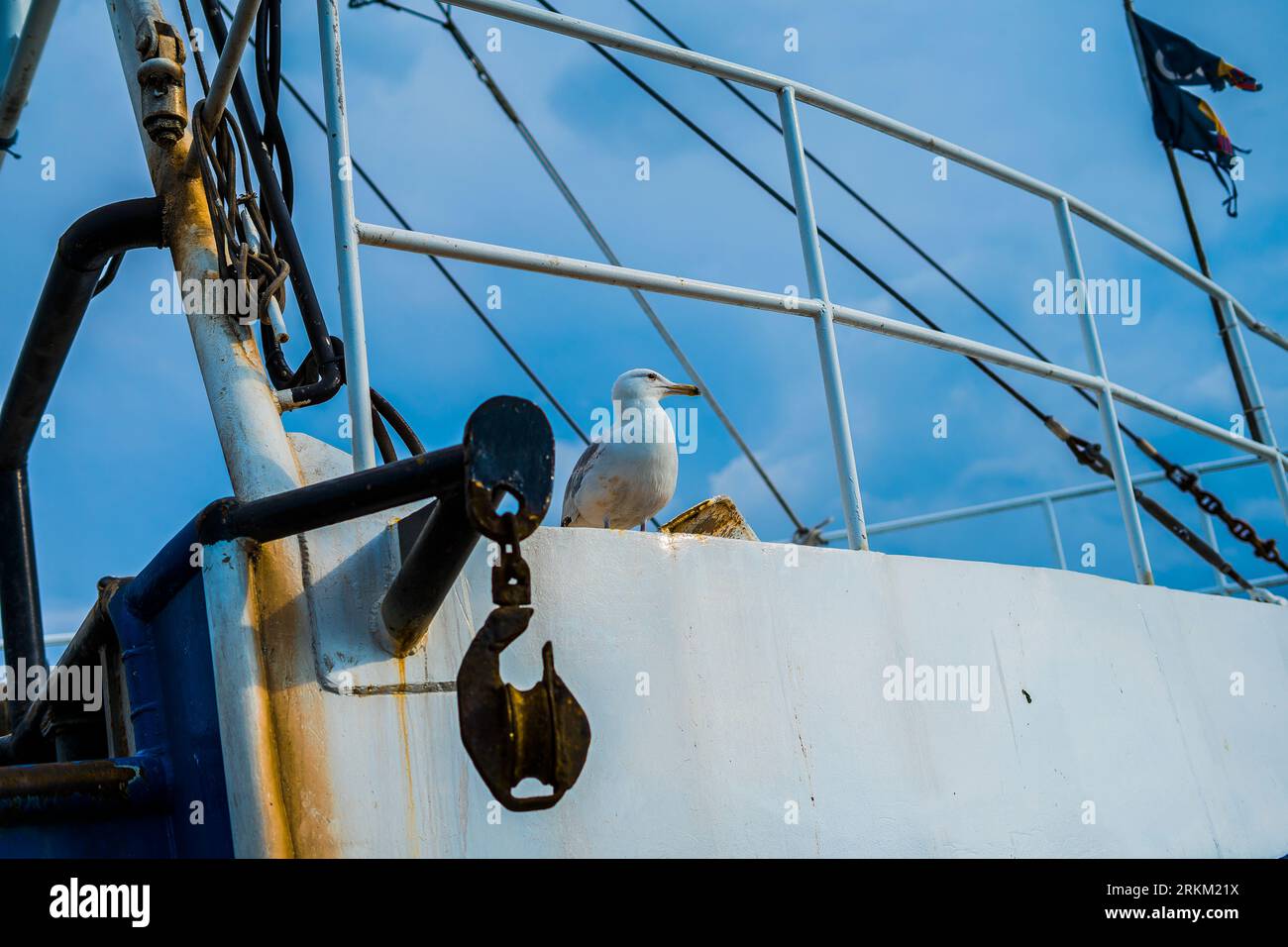 seagulls in port Stock Photo - Alamy