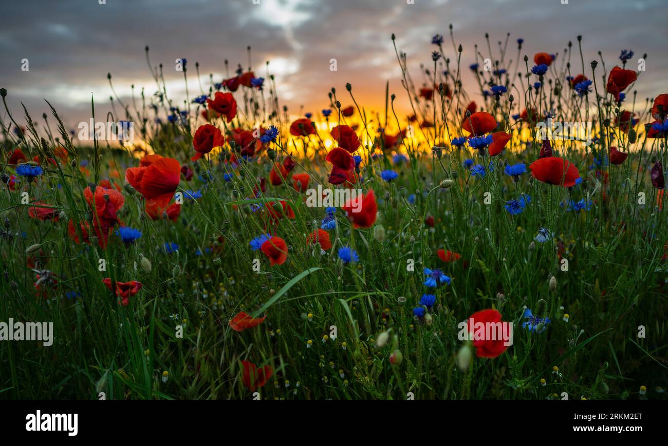 Poppy fields - landscape with poppies Stock Photo - Alamy