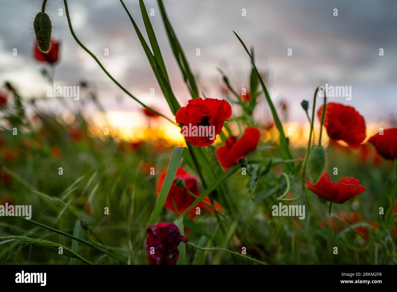 Poppy fields - landscape with poppies Stock Photo - Alamy