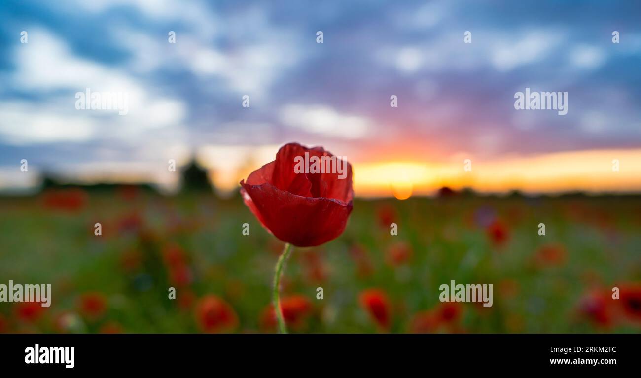 Poppy fields - landscape with poppies Stock Photo - Alamy