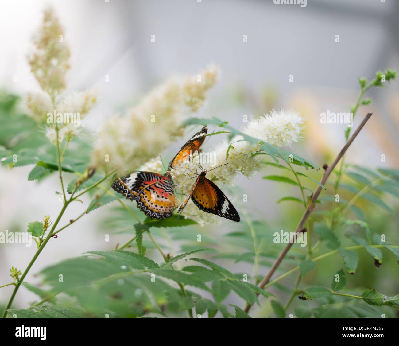 colorful butterflies - nature is beautiful Stock Photo - Alamy