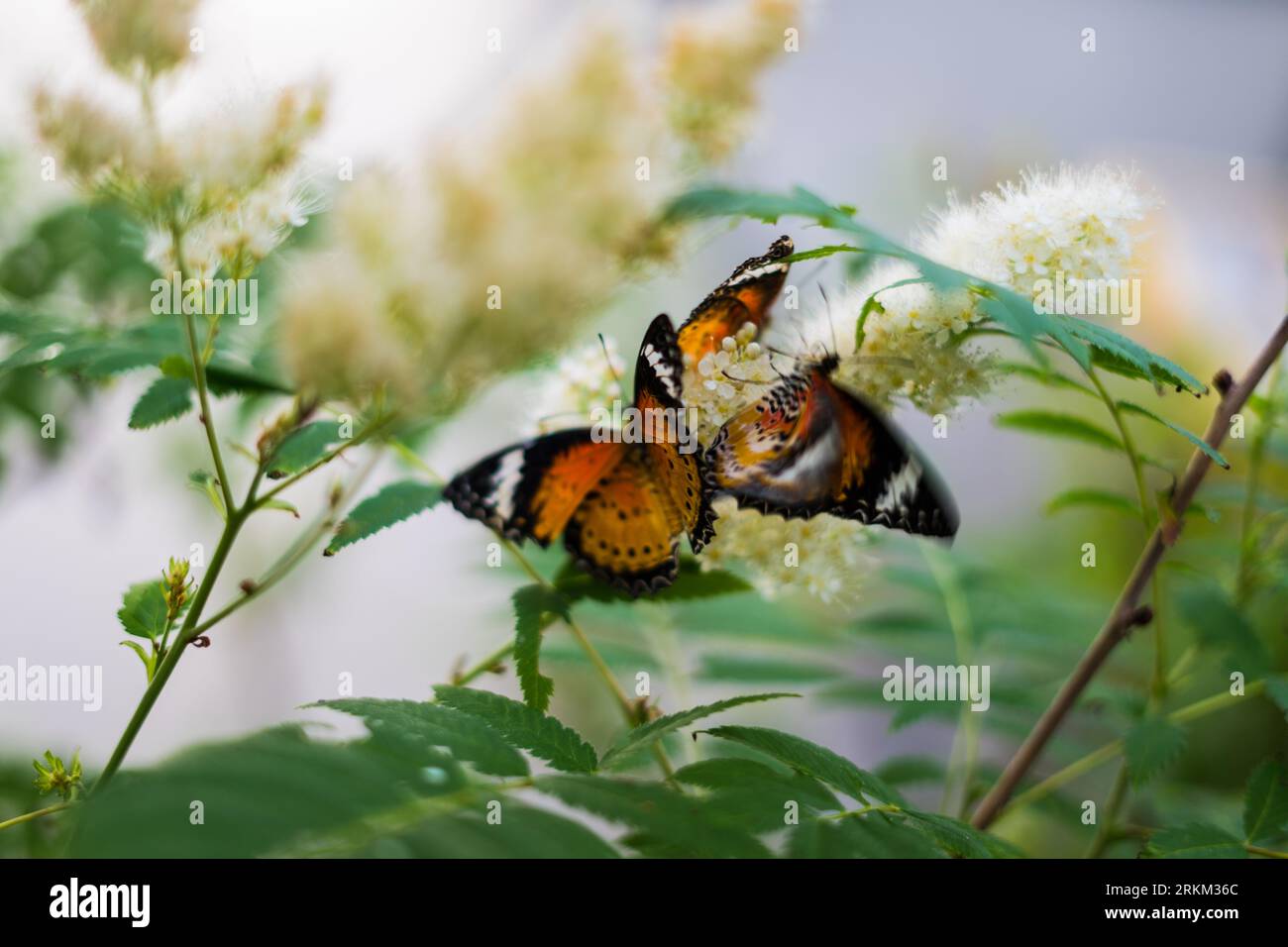 colorful butterflies - nature is beautiful Stock Photo - Alamy