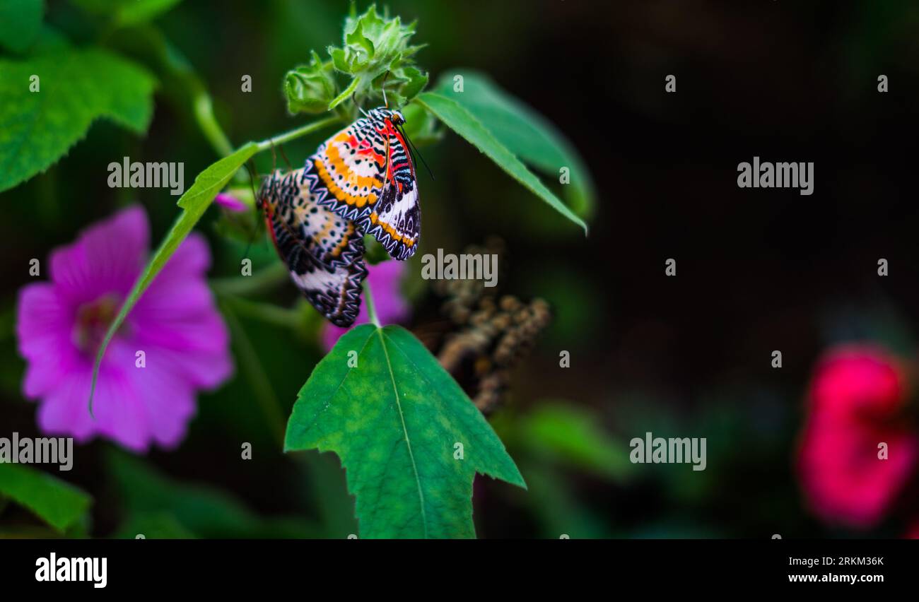 Beautiful macro photography small hi-res stock photography and images ...