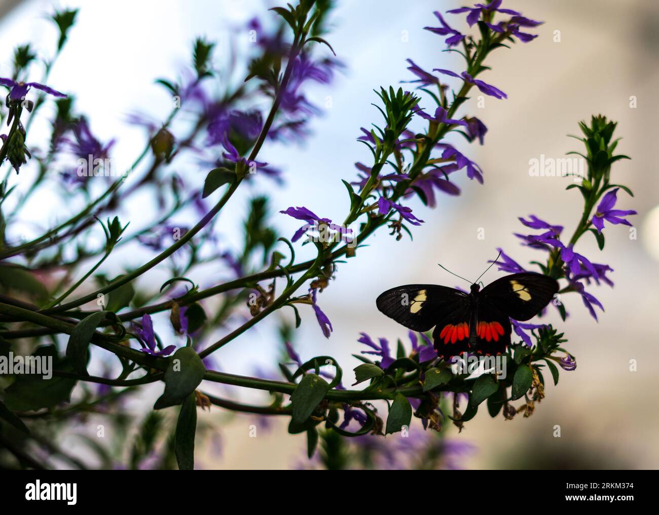 Colors of butterflies hi-res stock photography and images - Alamy