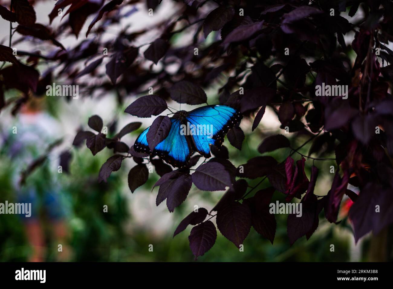 colorful butterflies - nature is beautiful Stock Photo - Alamy