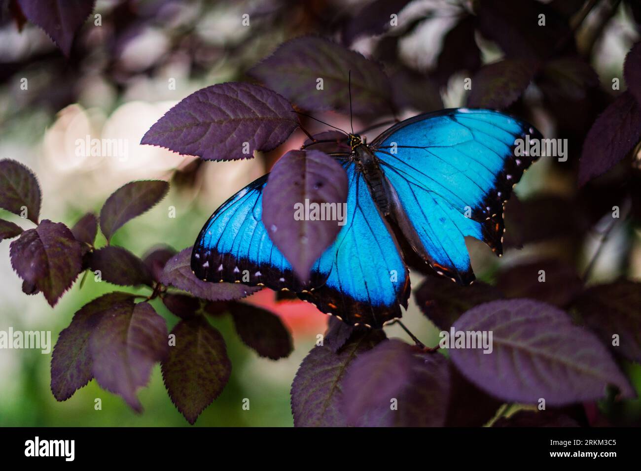 colorful butterflies - nature is beautiful Stock Photo - Alamy