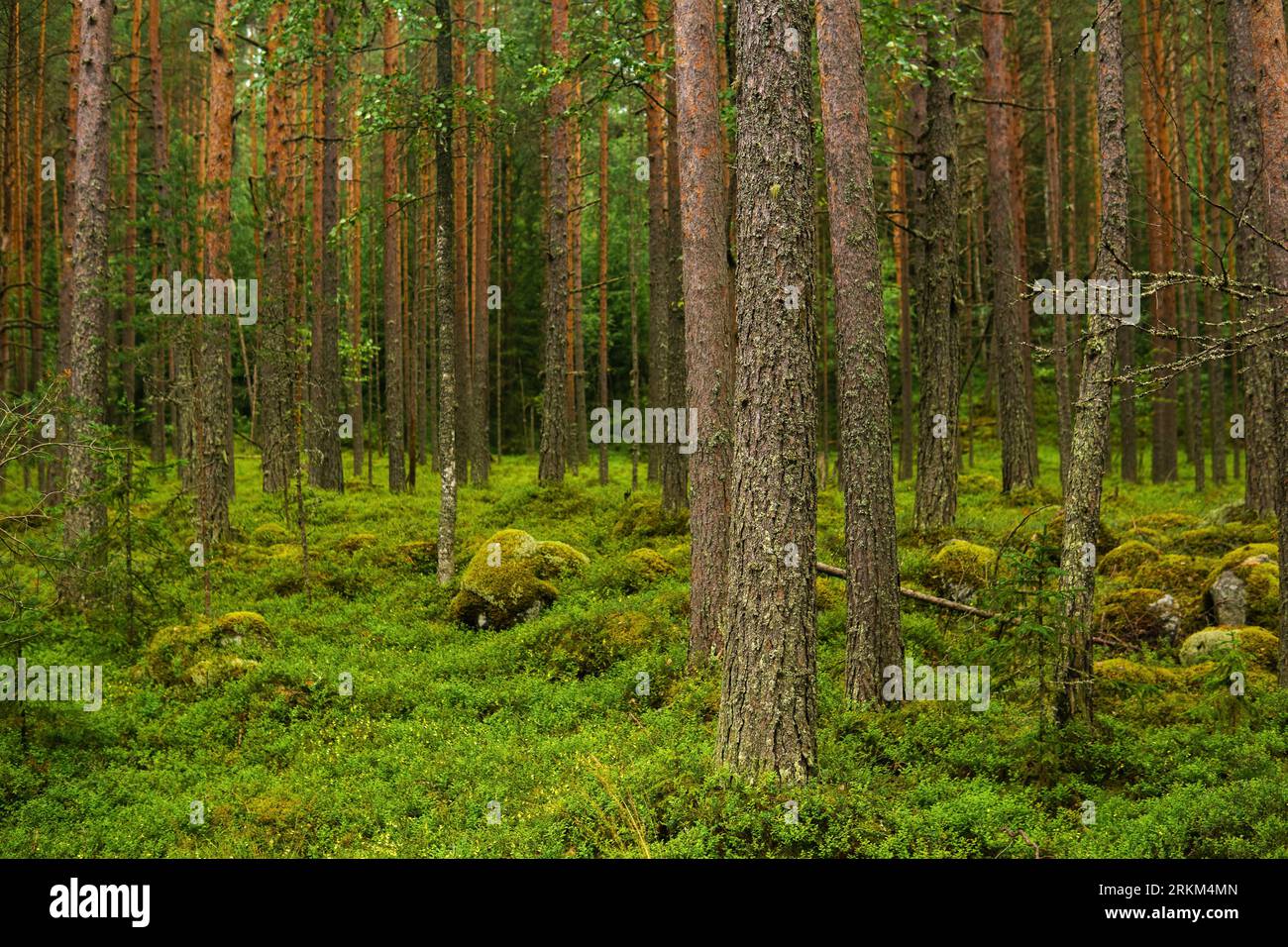 natural landscape, pine boreal forest with moss undergrowth, coniferous taiga with mossy rocks ...