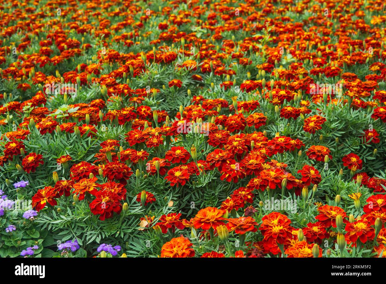 flower bed with marigolds, flower background, landscape Stock Photo - Alamy