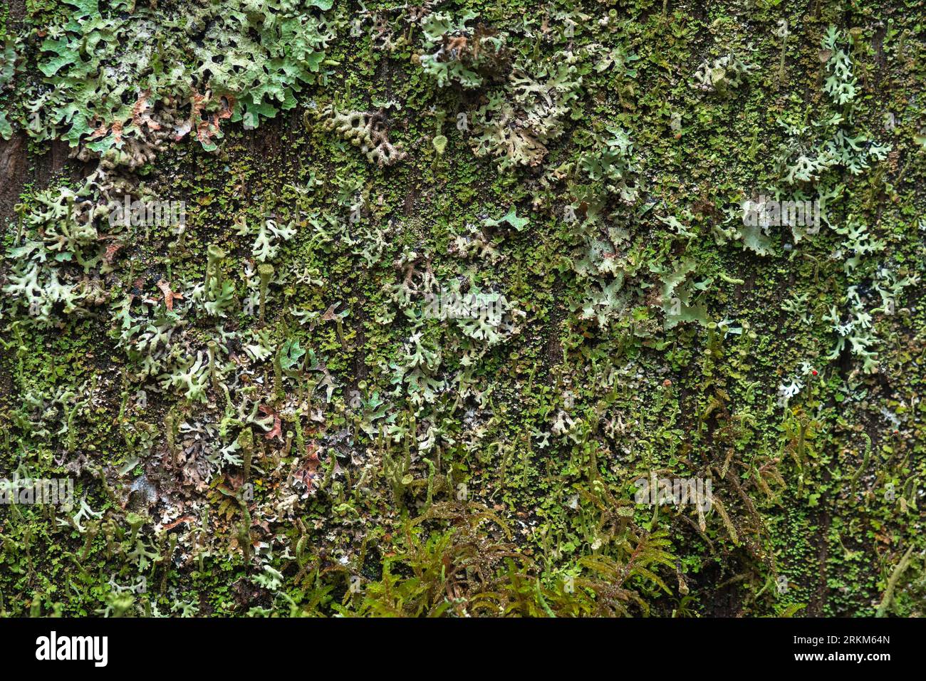 background, texture - surface covered with lichens and moss Stock Photo - Alamy