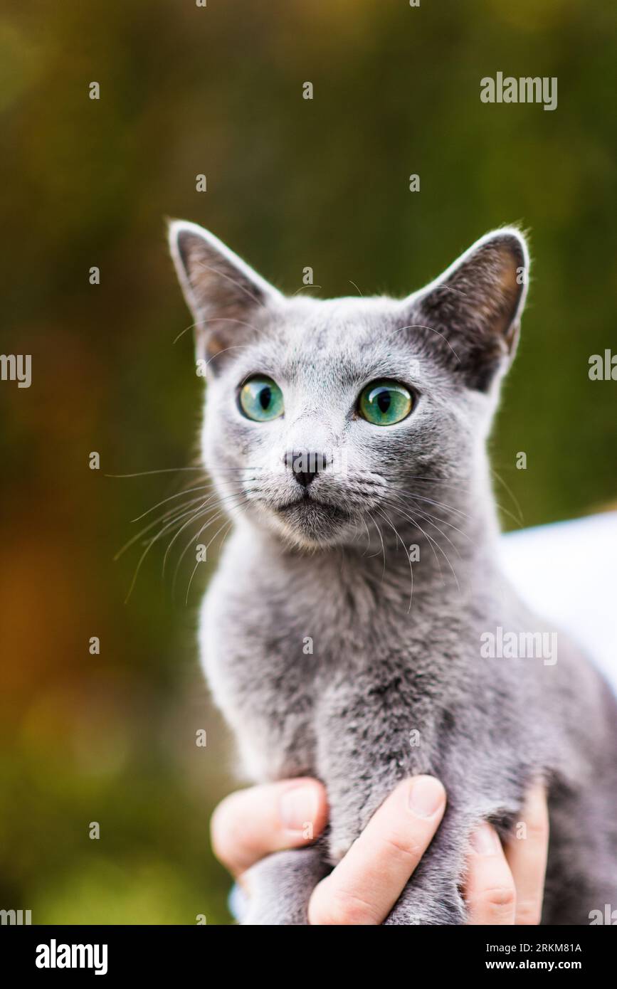 Russian Blue Cat Portrait while being stroked by a Hand Stock Photo - Alamy