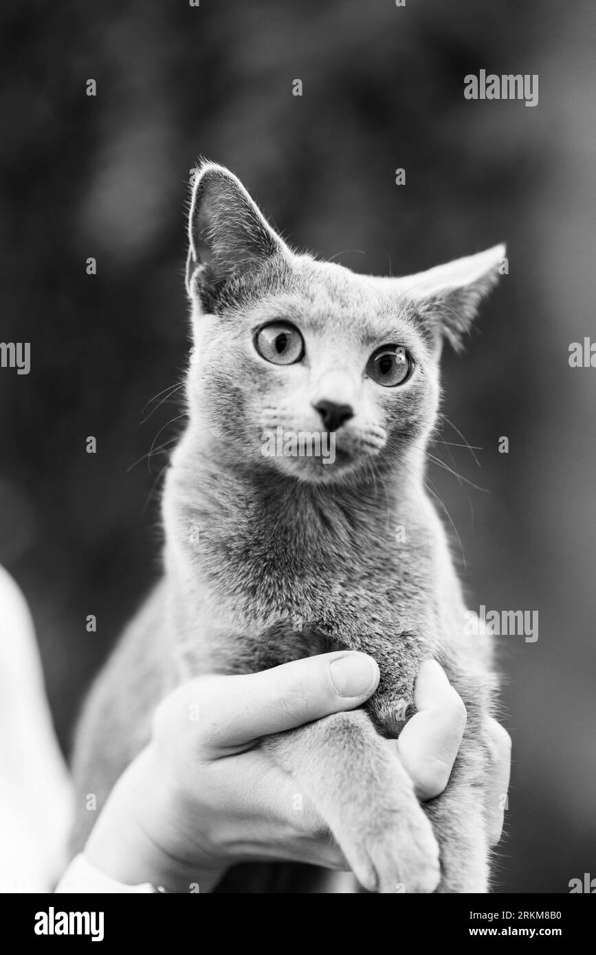 Russian Blue Cat Portrait while being stroked by a Hand Stock Photo - Alamy