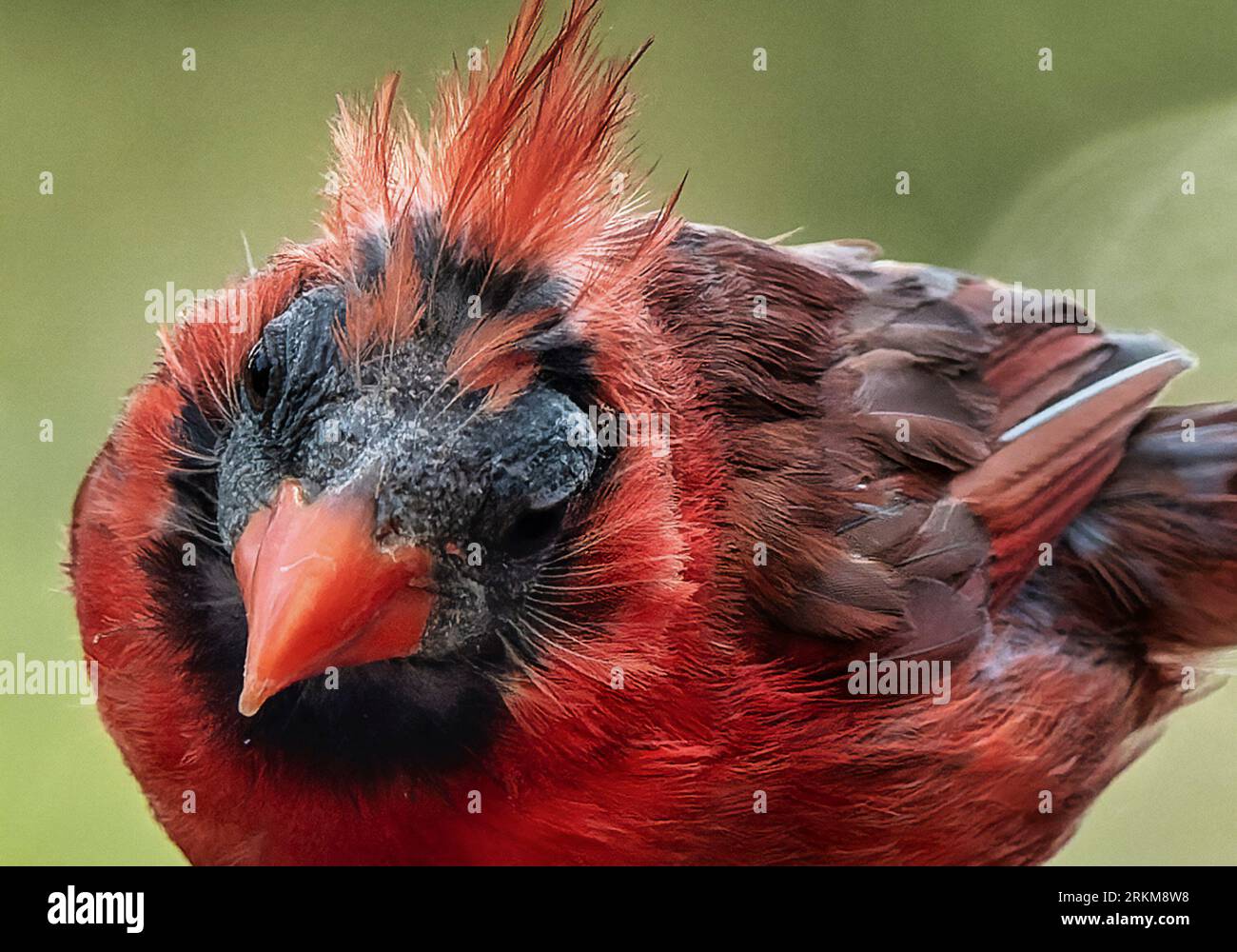 A molting Northern Cardinal on the backyard deck Stock Photo - Alamy