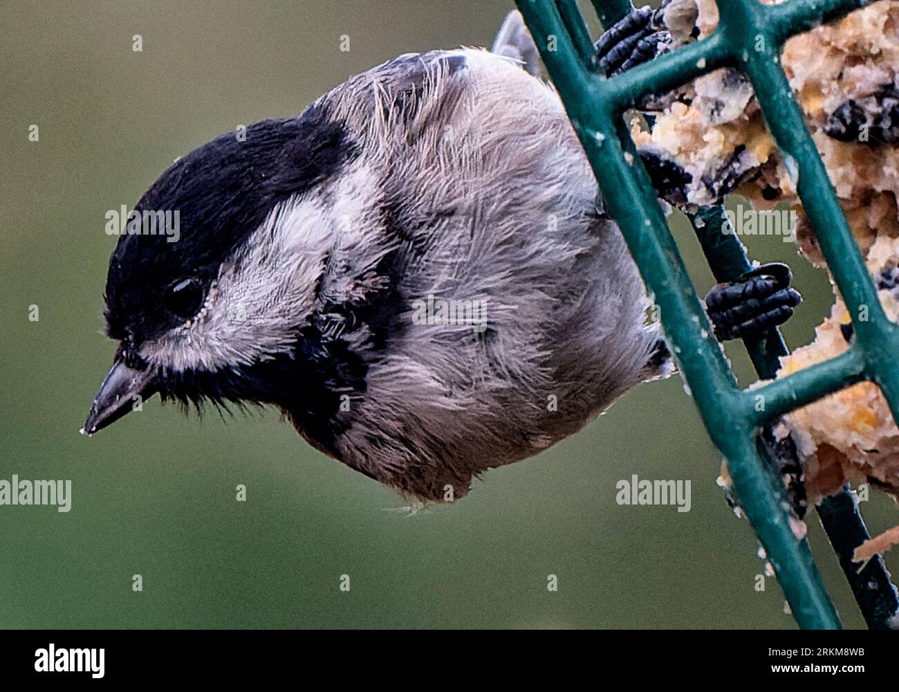 Chickadee with black cap hi-res stock photography and images - Alamy