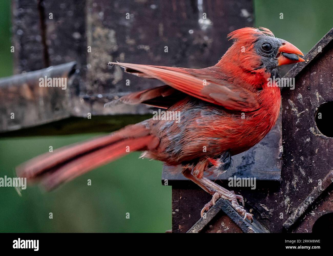 A molting Northern Cardinal on the backyard deck Stock Photo - Alamy