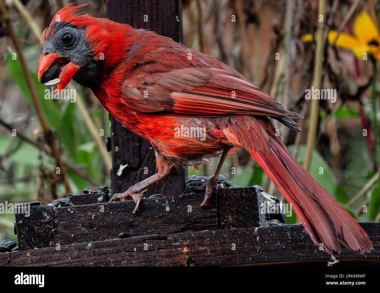 A molting Northern Cardinal on the backyard deck Stock Photo - Alamy