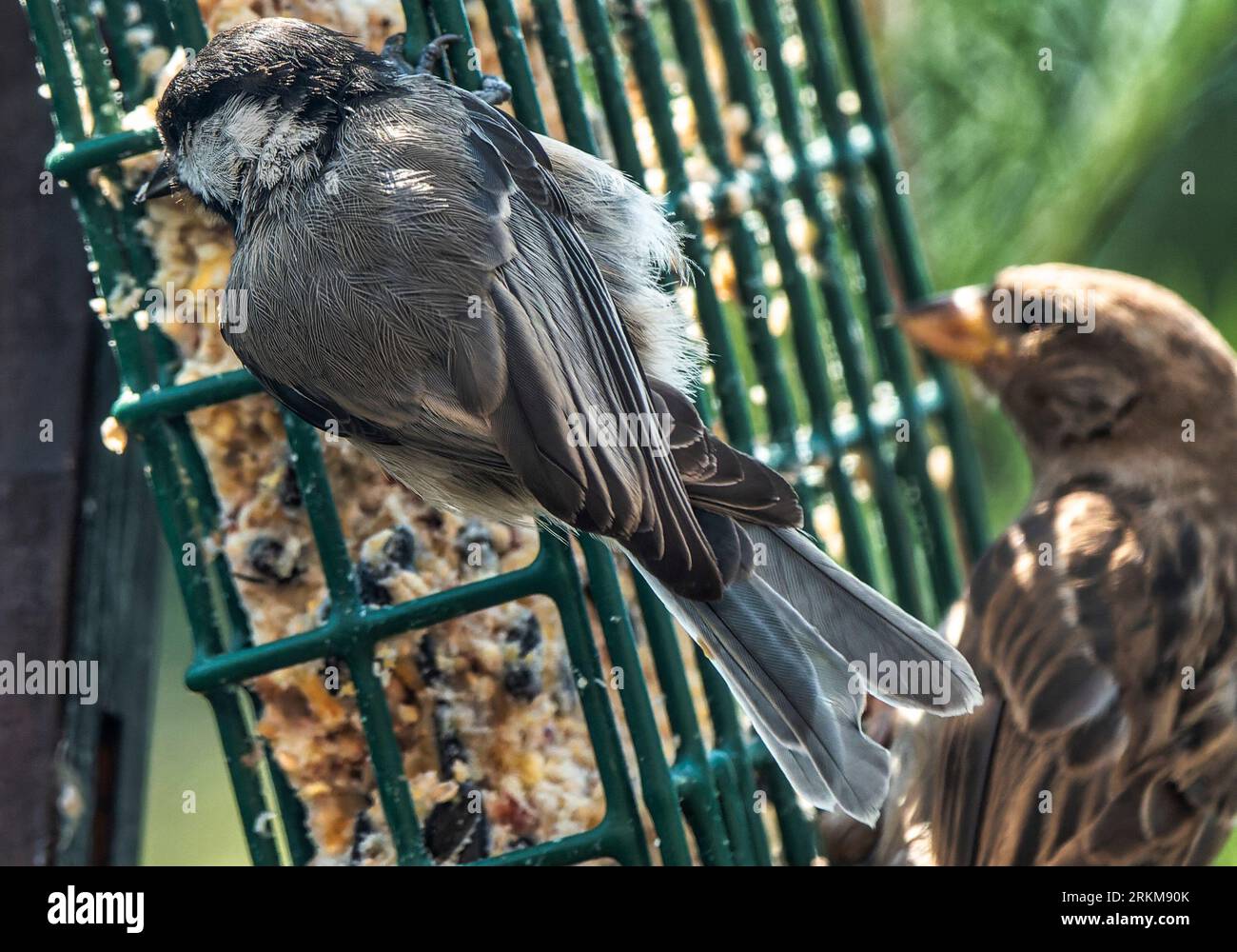 Chickadee with black cap hi-res stock photography and images - Alamy