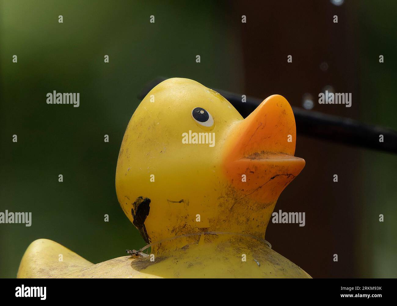 A little rubber ducky on the bird bath Stock Photo - Alamy