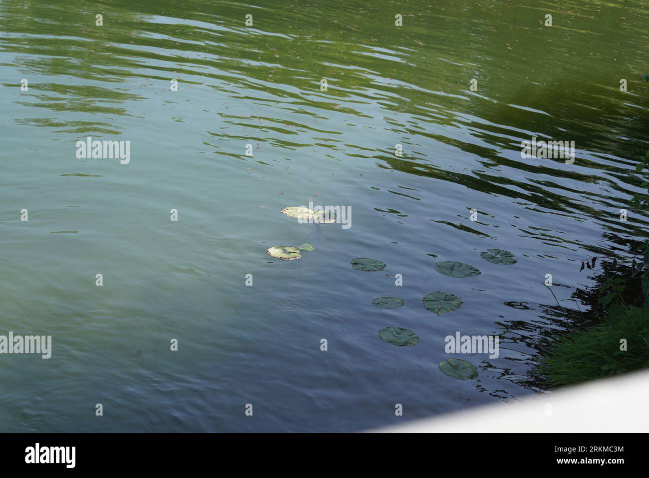 The surface of an old swamp covered with duckweed and algae, dead trees ...