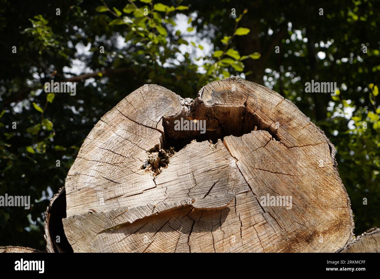 Tree bark is bark and bast and protects the tree from enemies Stock ...