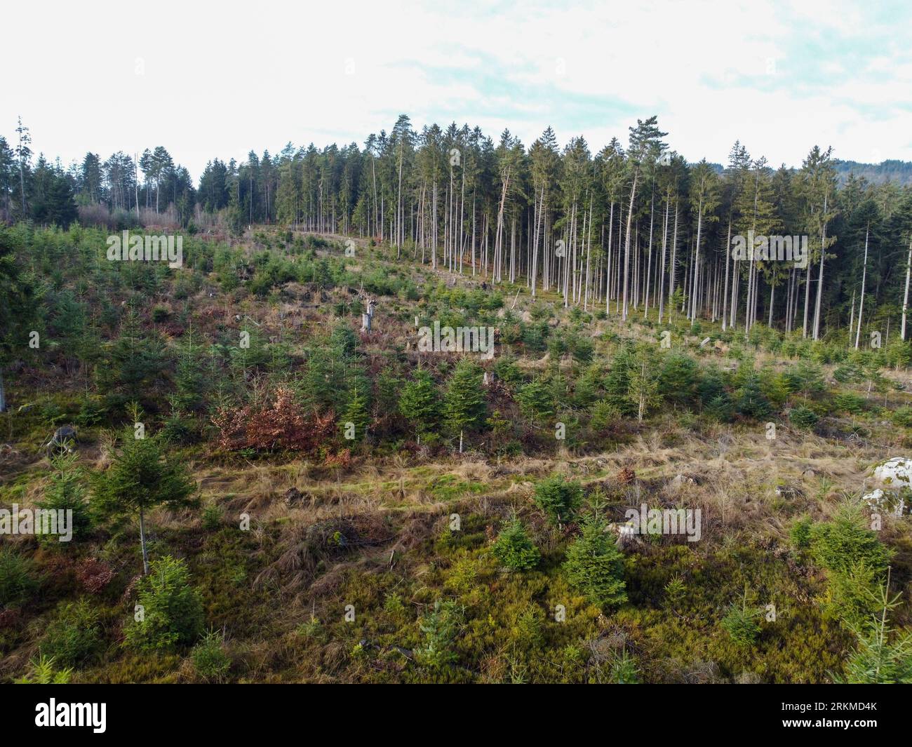 Forest dieback and reforestation necessary due to climate change in ...