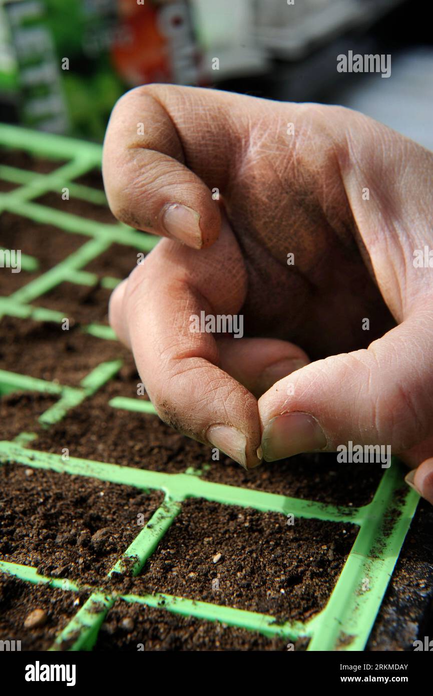 Planting seed uk tray hi-res stock photography and images - Alamy