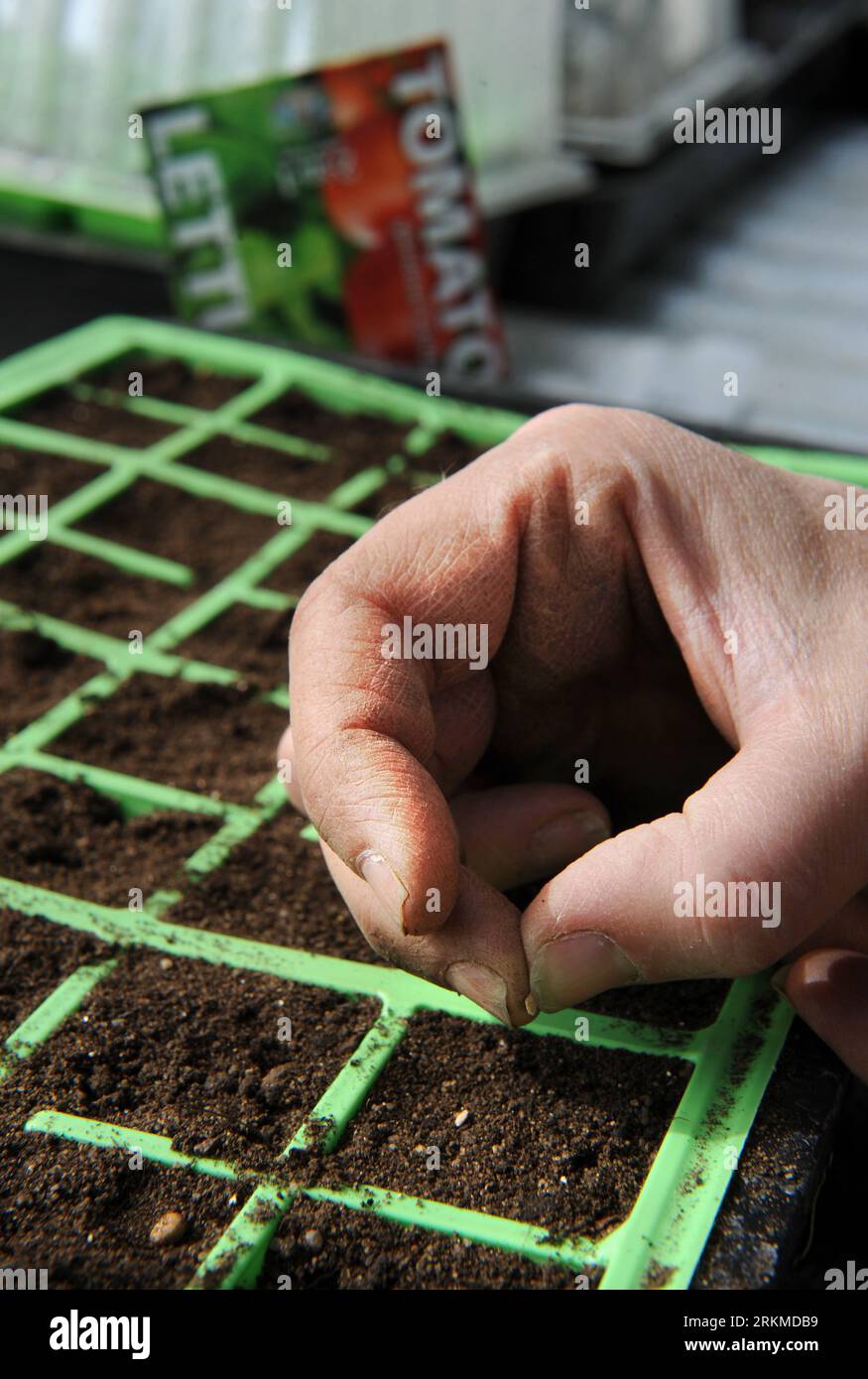 Female gardener sowing seeds in seed modules UK Stock Photo - Alamy