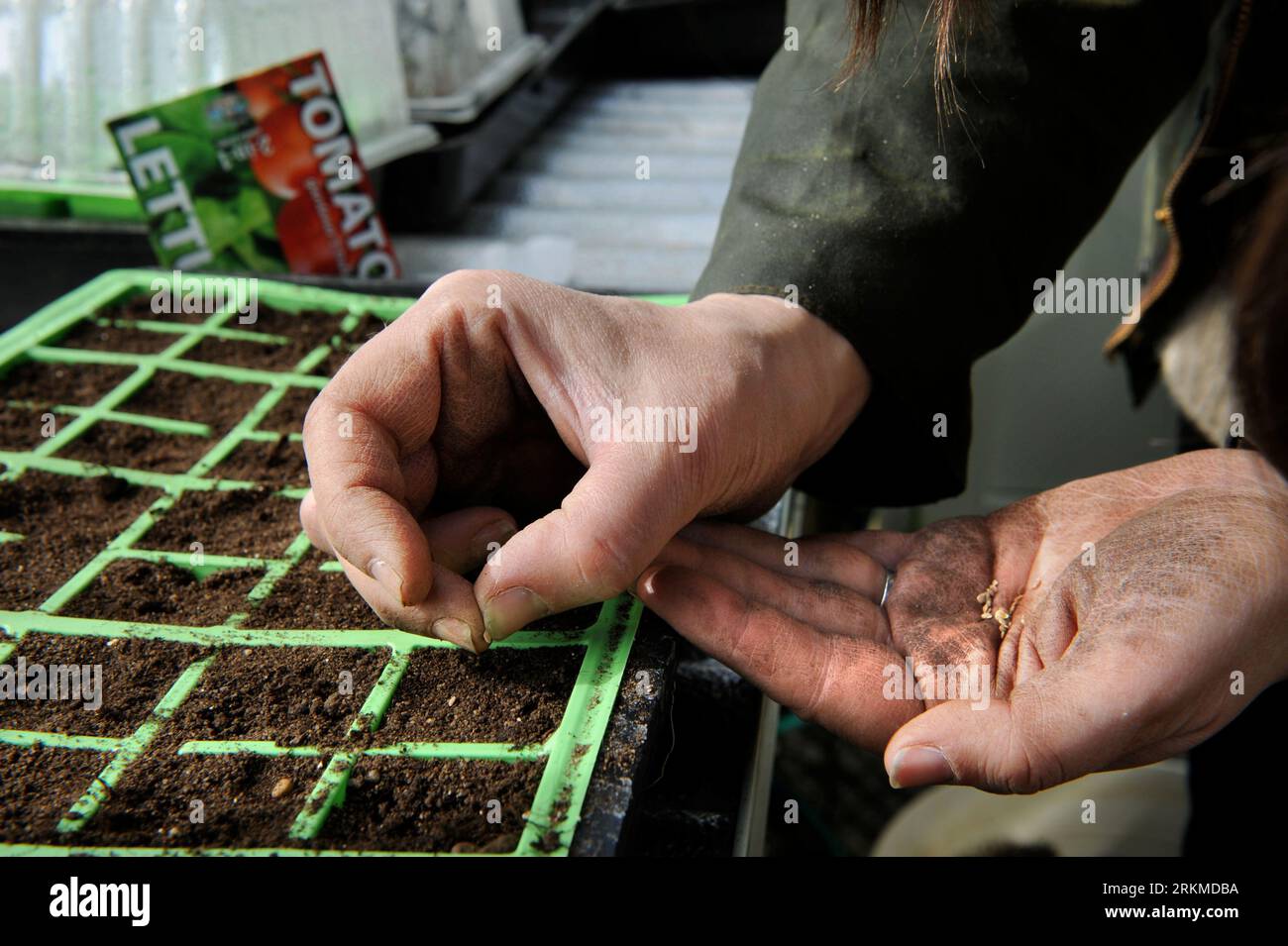 Female gardener sowing seeds in seed modules UK Stock Photo - Alamy