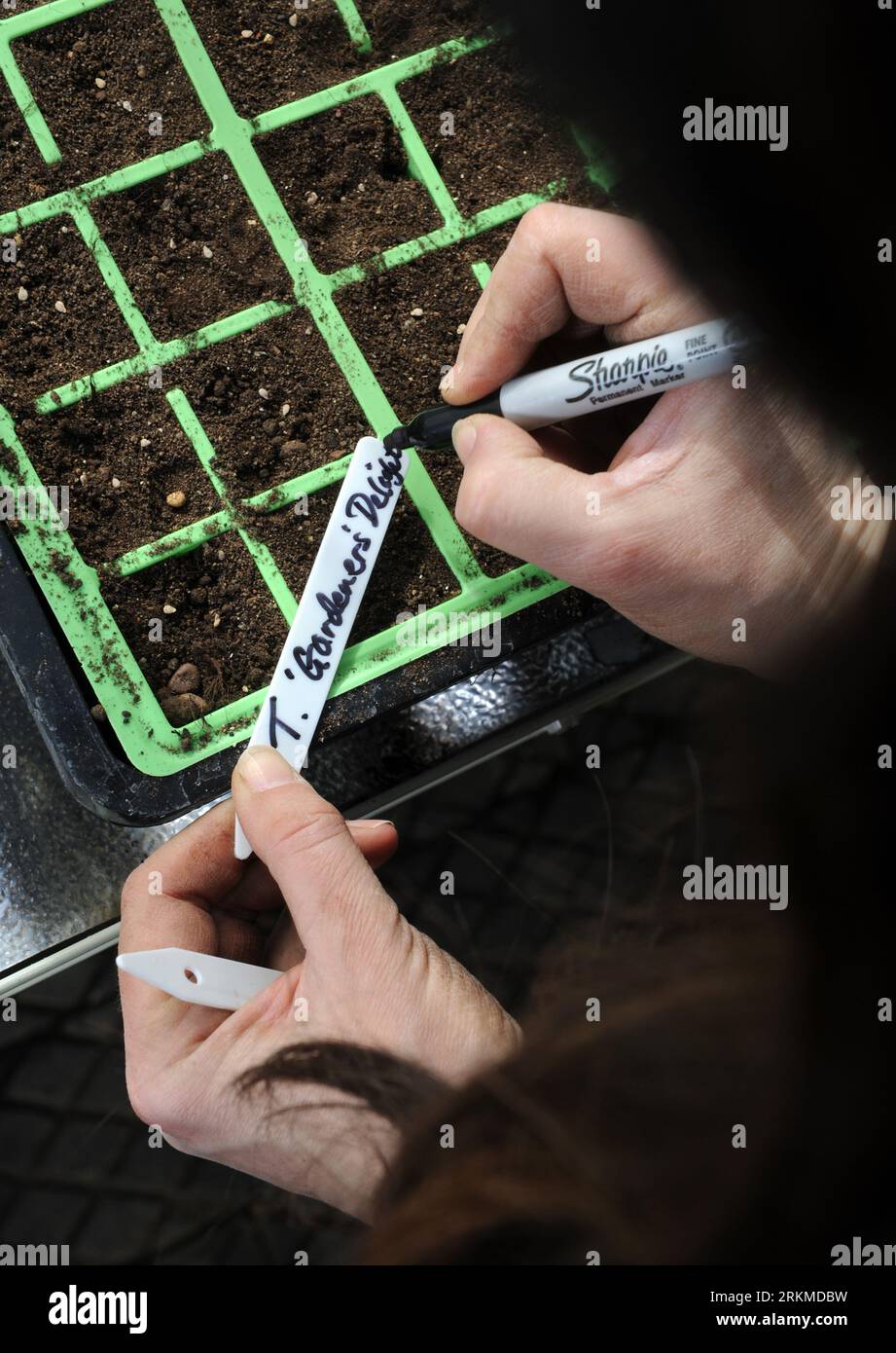 Female gardener sewing tomato seeds in seed modules UK Stock Photo - Alamy
