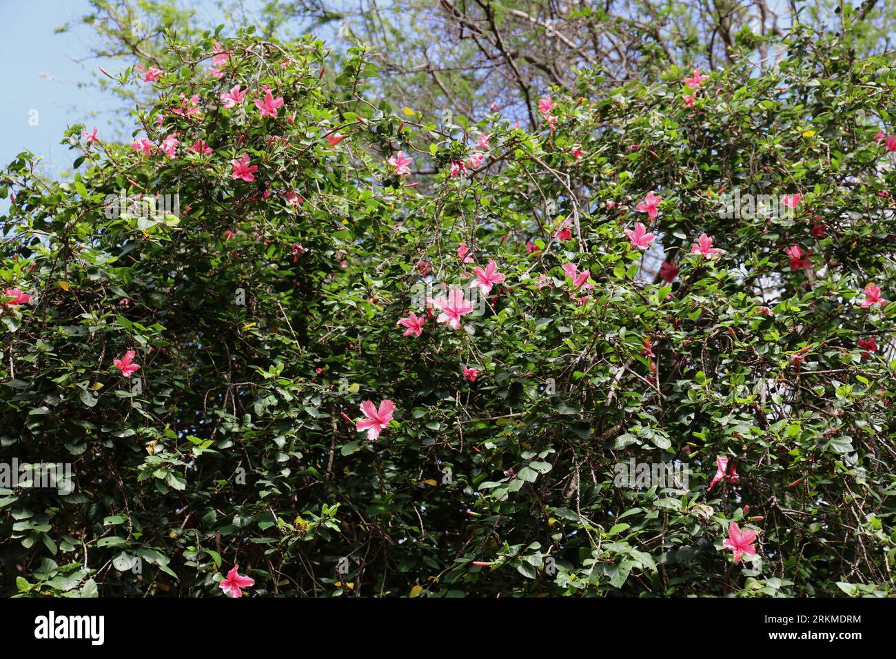 Dainty pink hibiscus hi-res stock photography and images - Alamy